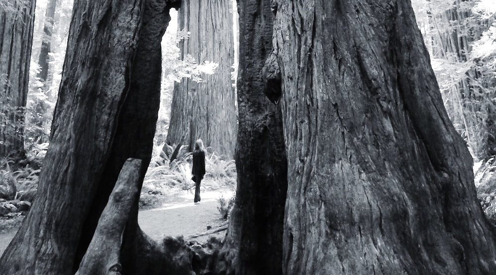 Life Lessons from Trees - HUM